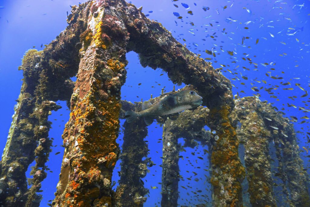 Feasibility study into floating artificial reefs using smart concrete ...